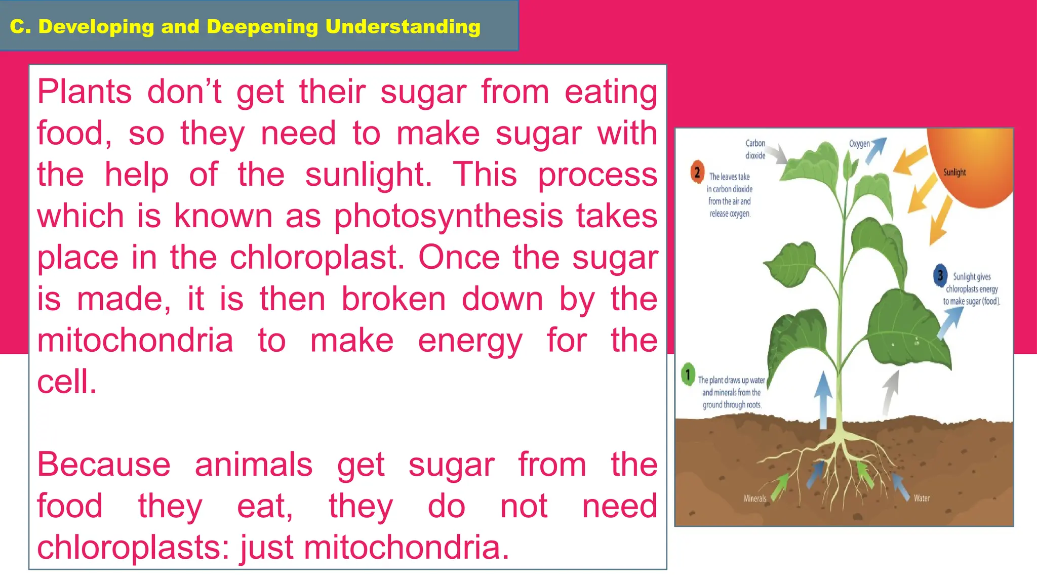 Plant and Animal Cell grade 7 lesson proper | PPTX