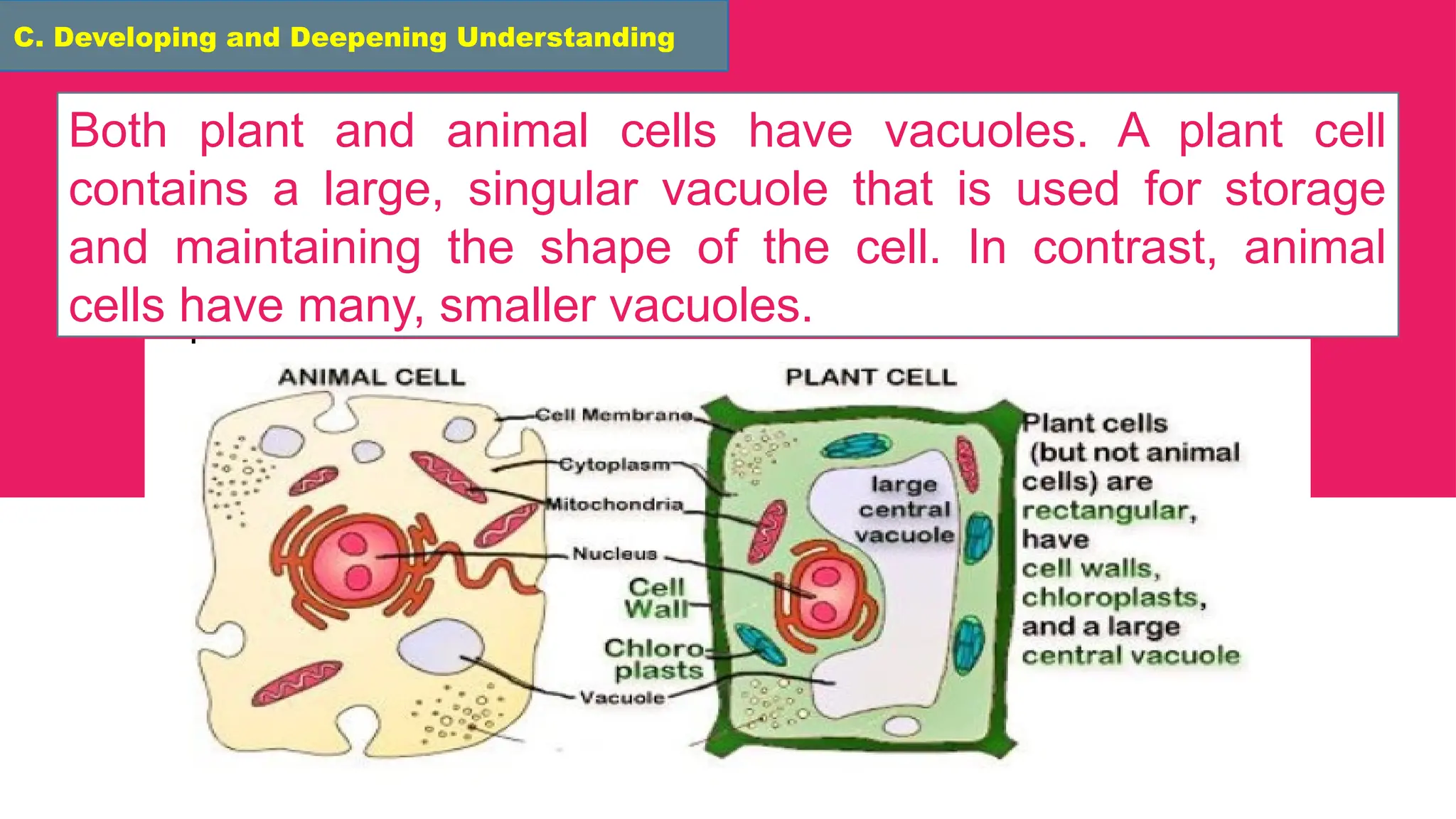 Plant and Animal Cell grade 7 lesson proper | PPTX