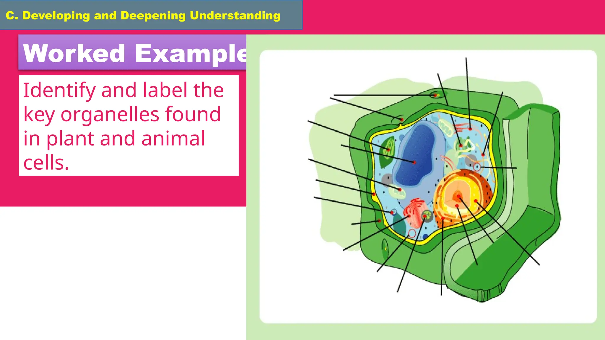 Plant and Animal Cell grade 7 lesson proper | PPTX