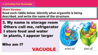 Plant and Animal Cell grade 7 lesson proper | PPTX
