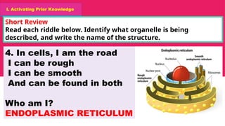 Plant and Animal Cell grade 7 lesson proper | PPTX
