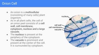 Comprehensive Overview of Cell Types and Structures in Biology | PDF