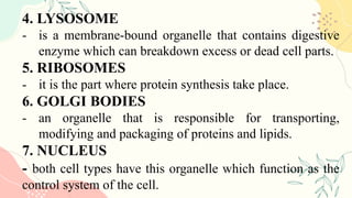Plant and Animal Cells.pptx