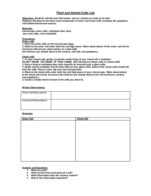 Plant and animal cells lab | DOCX | Biological Sciences | Science