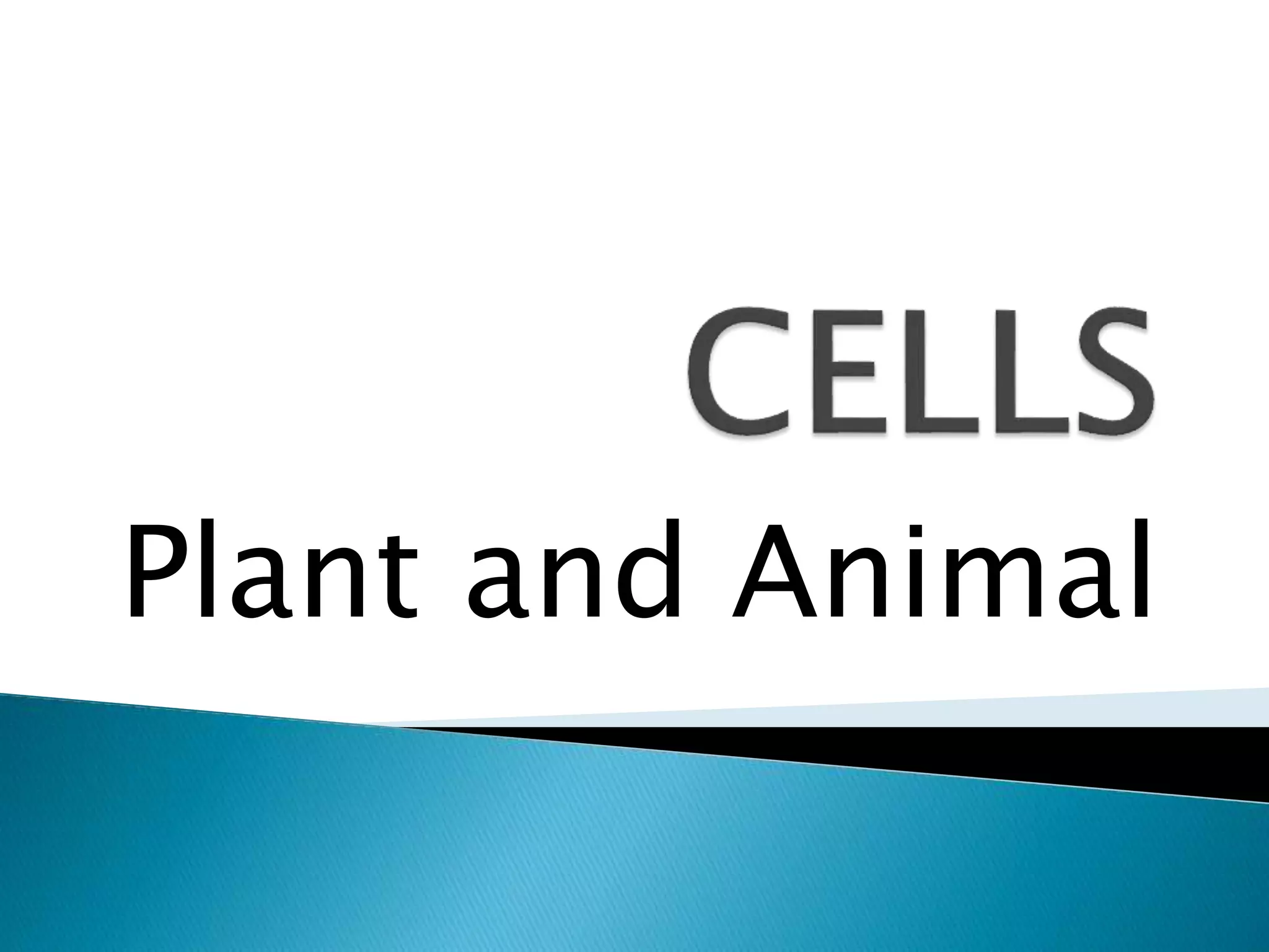 plant and animal cells PPT.pptx
