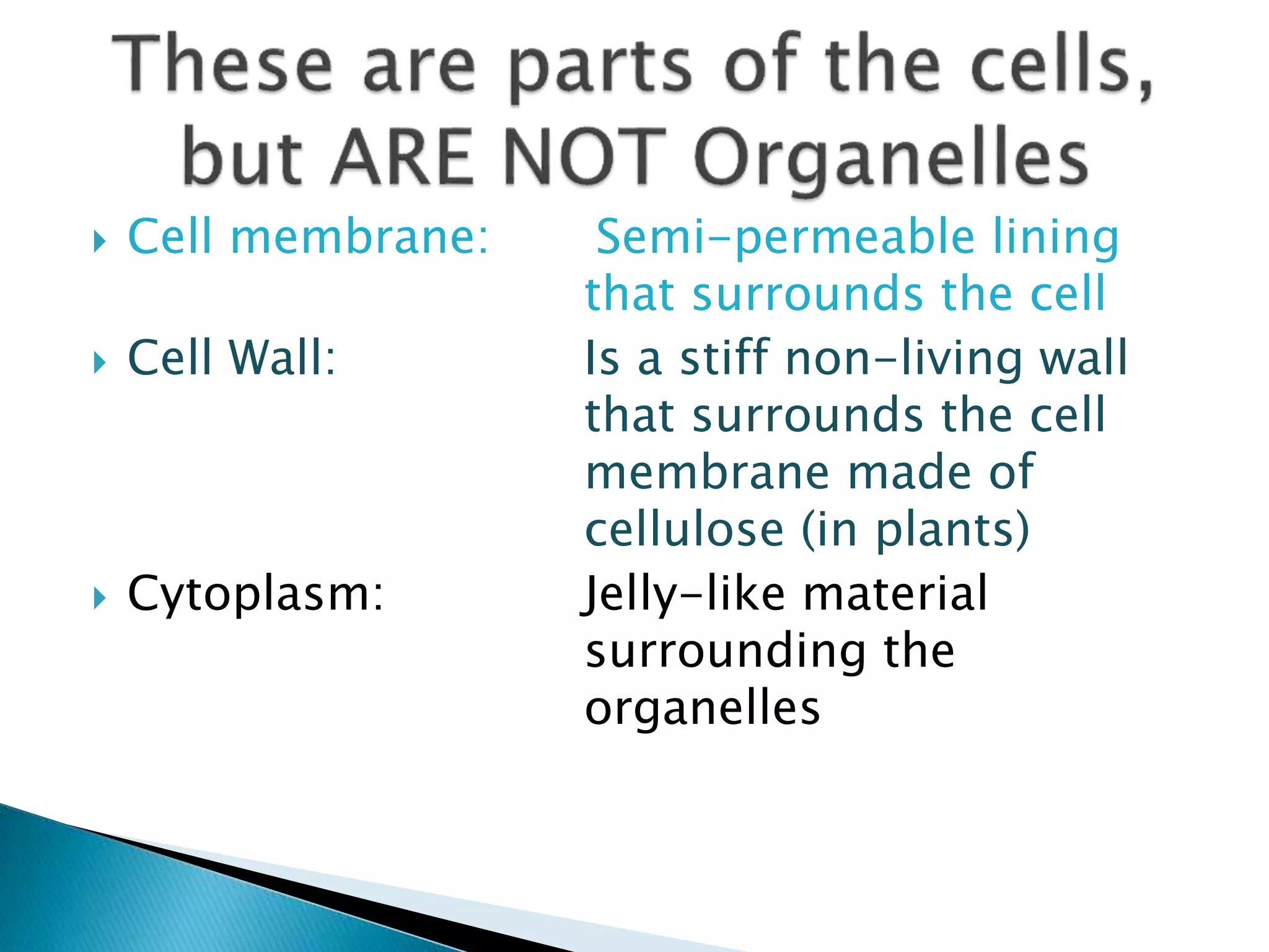 plant and animal cells PPT.pptx