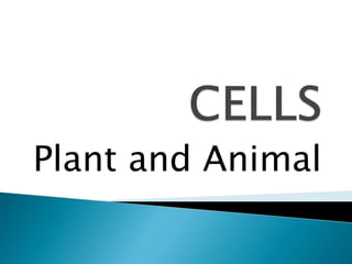 plant and animal cells PPT.pptx