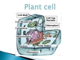 plant and animal cells PPT.pptx