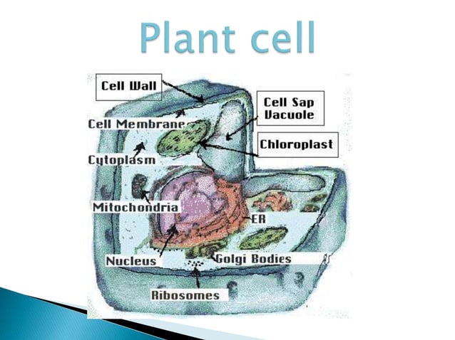 plant and animal cells PPT.pptx