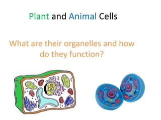Plant and animal cells slideshow | PPTX