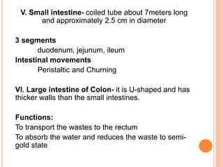 Plant and Animal Digestive System | PPTX