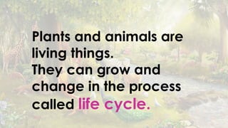 Animals and Plants parents and offspring.pptx