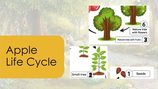 Living things-Plant and Animal Life Cycle.pptx