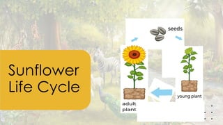 Living things-Plant and Animal Life Cycle.pptx