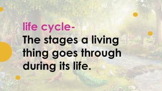 Living things-Plant and Animal Life Cycle.pptx