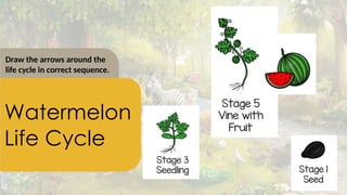 Living things-Plant and Animal Life Cycle.pptx