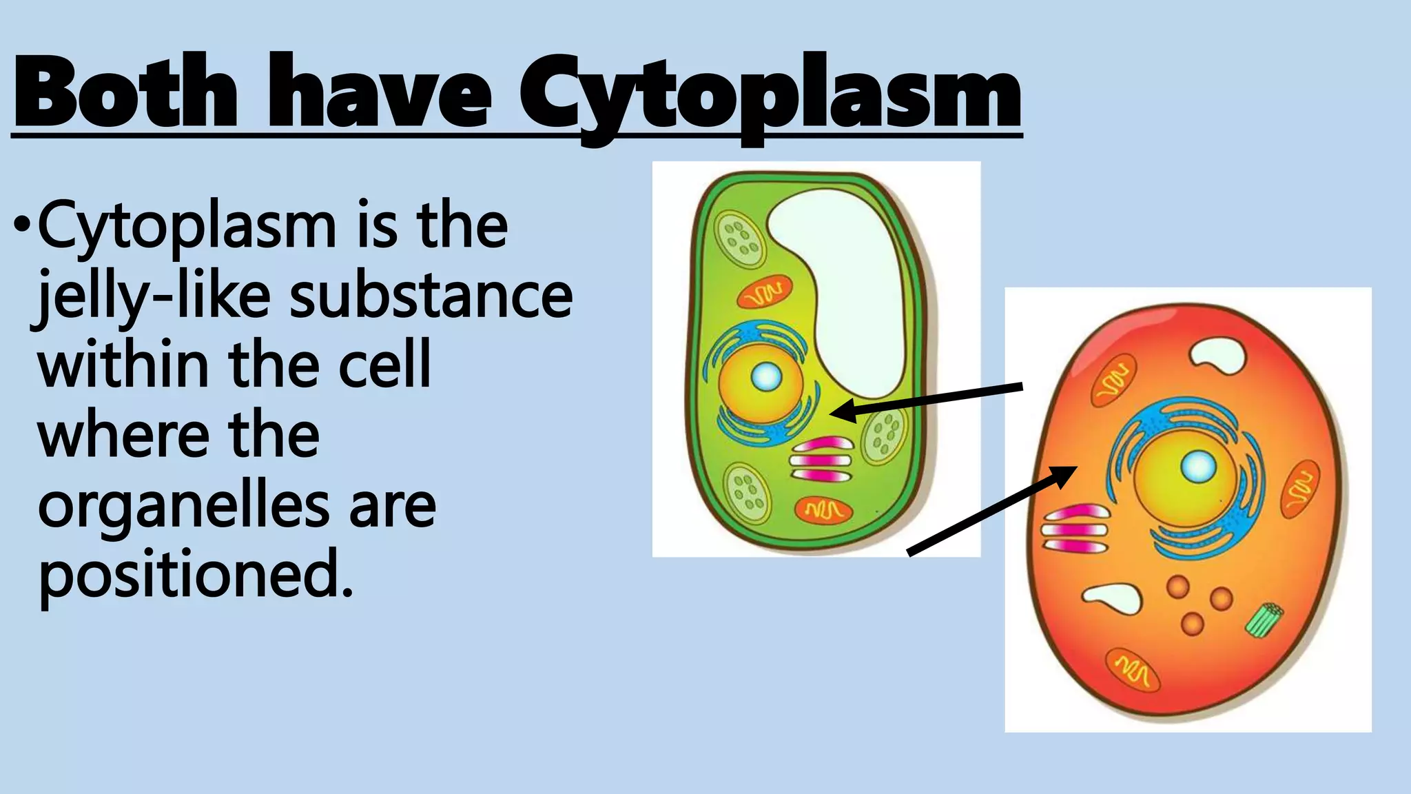 plant and animal ppt.pptx