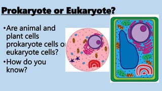 plant and animal ppt.pptx