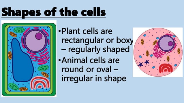 plant and animal ppt.pptx