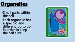 plant and animal ppt.pptx