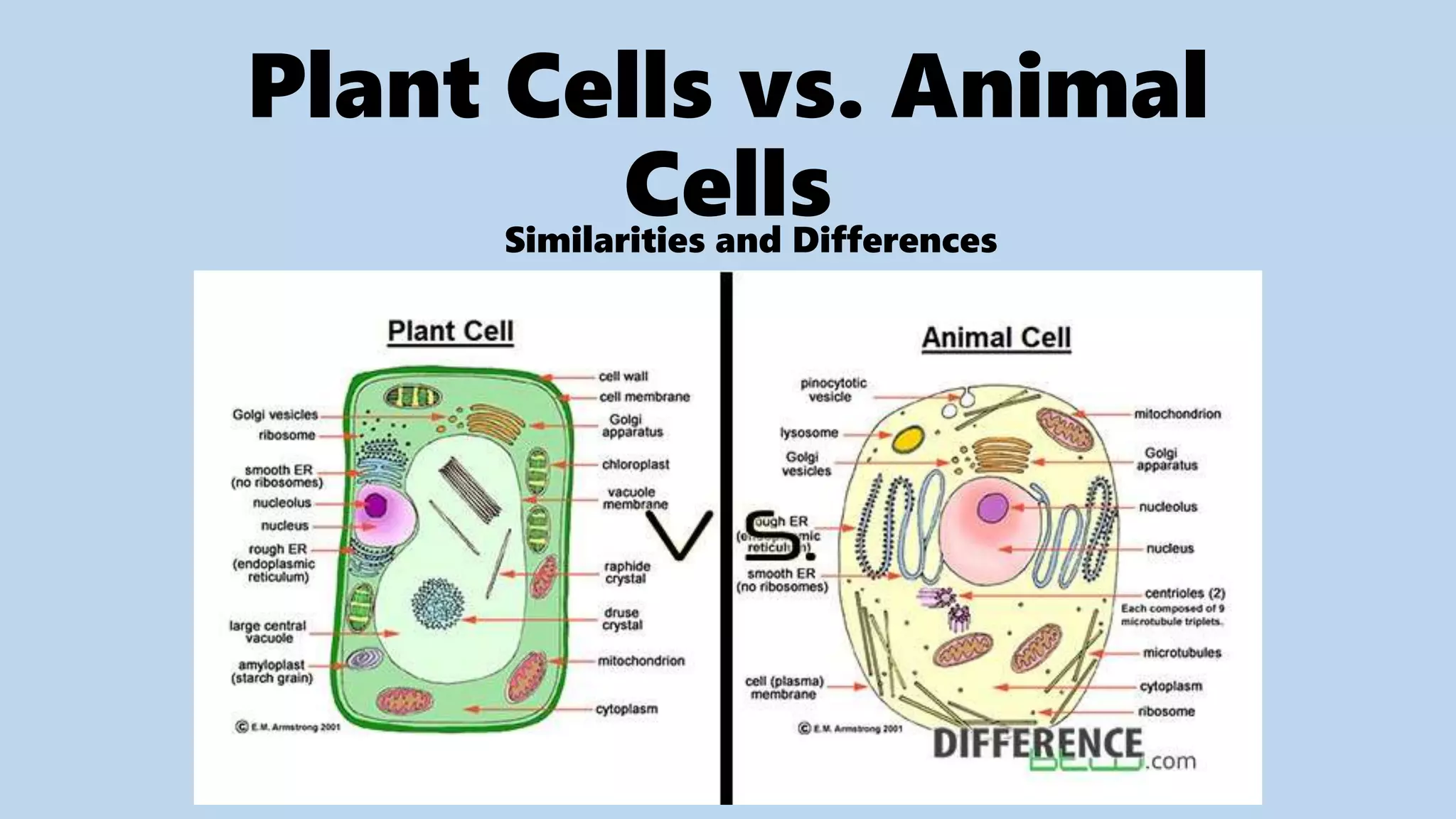 plant and animal ppt.pptx