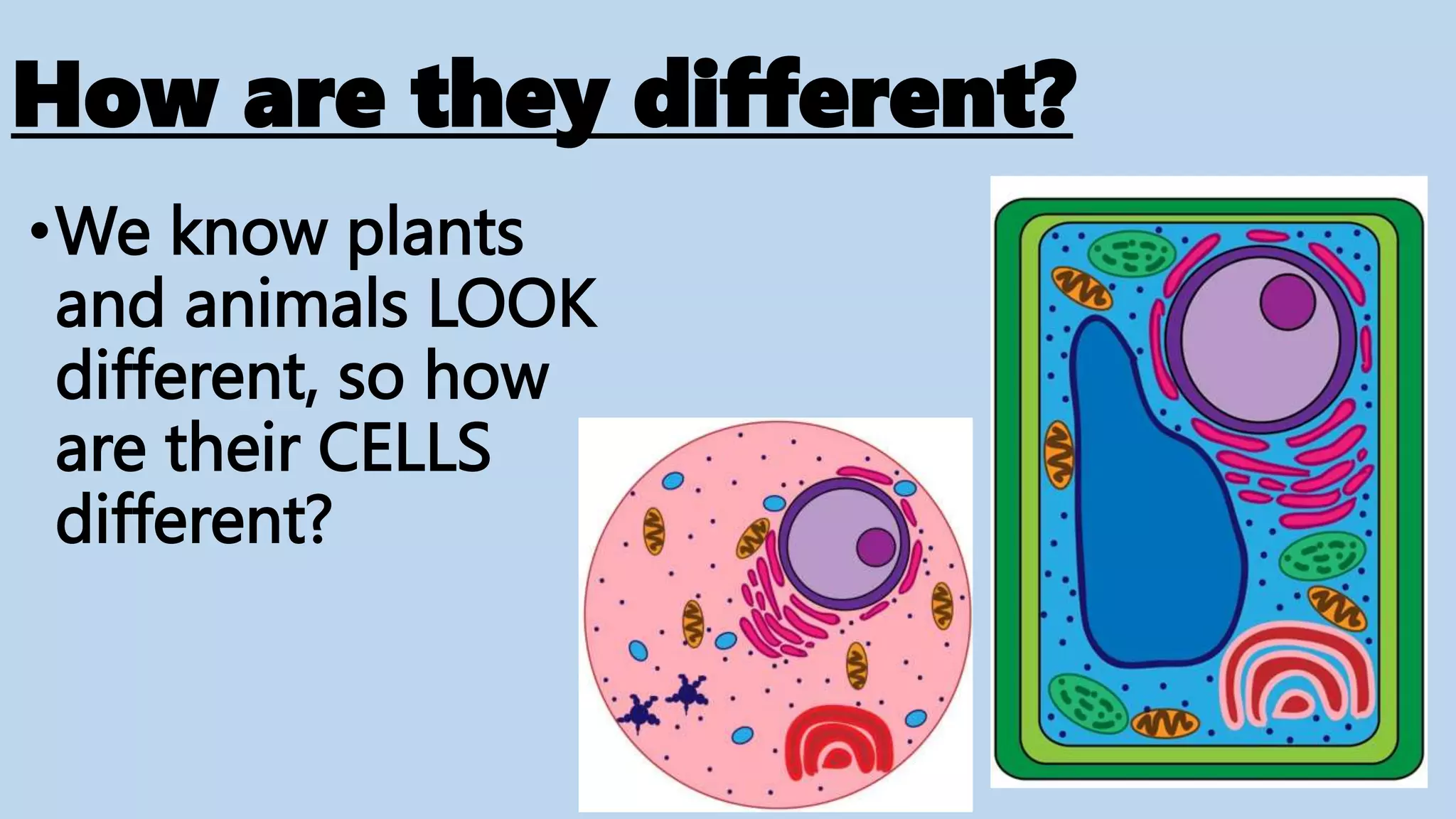 plant and animal ppt.pptx