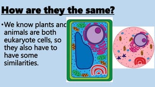 plant and animal ppt.pptx