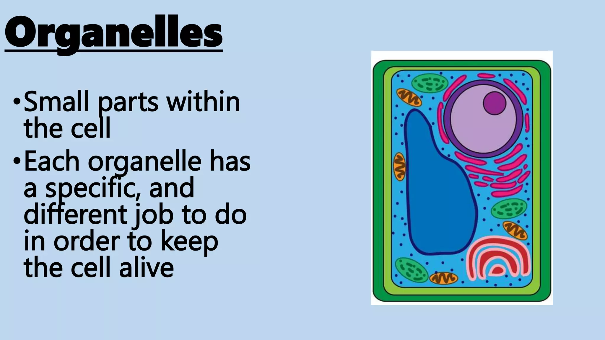 plant and animal ppt.pptx