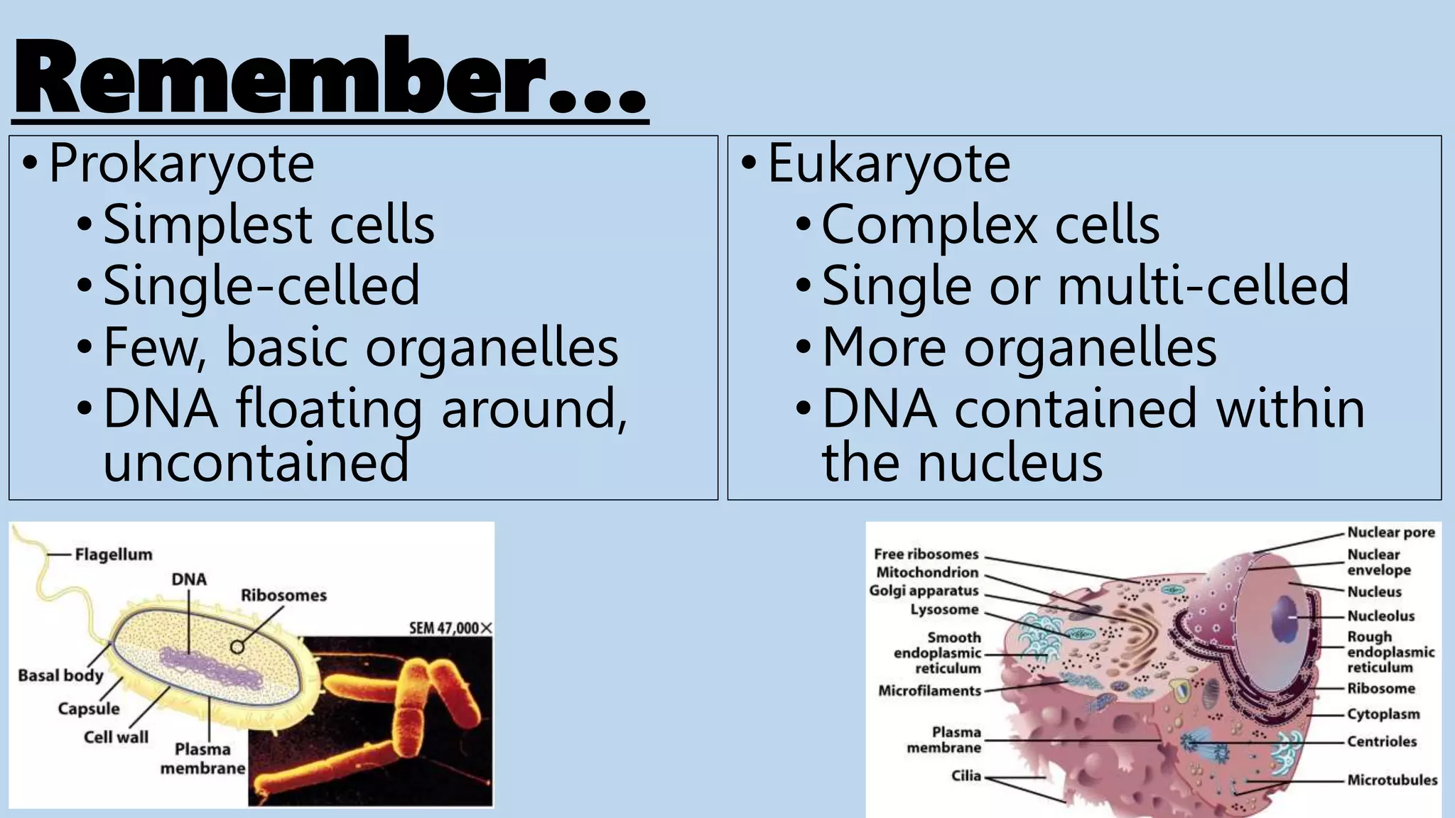 plant and animal ppt.pptx