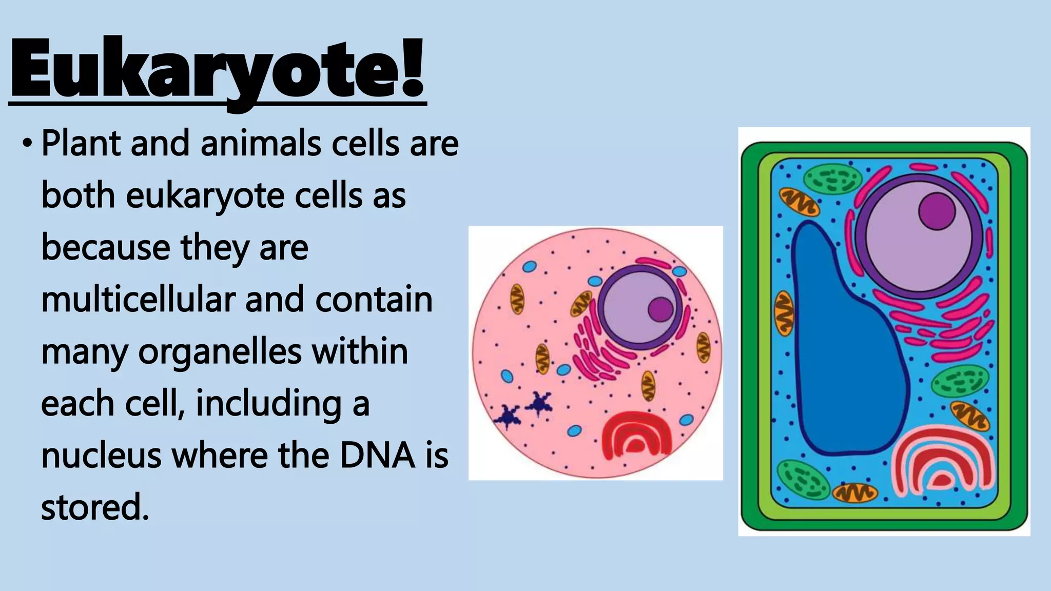 plant and animal ppt.pptx