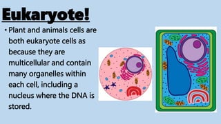 plant and animal ppt.pptx