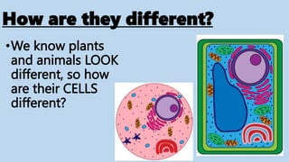 plant and animal ppt.pptx