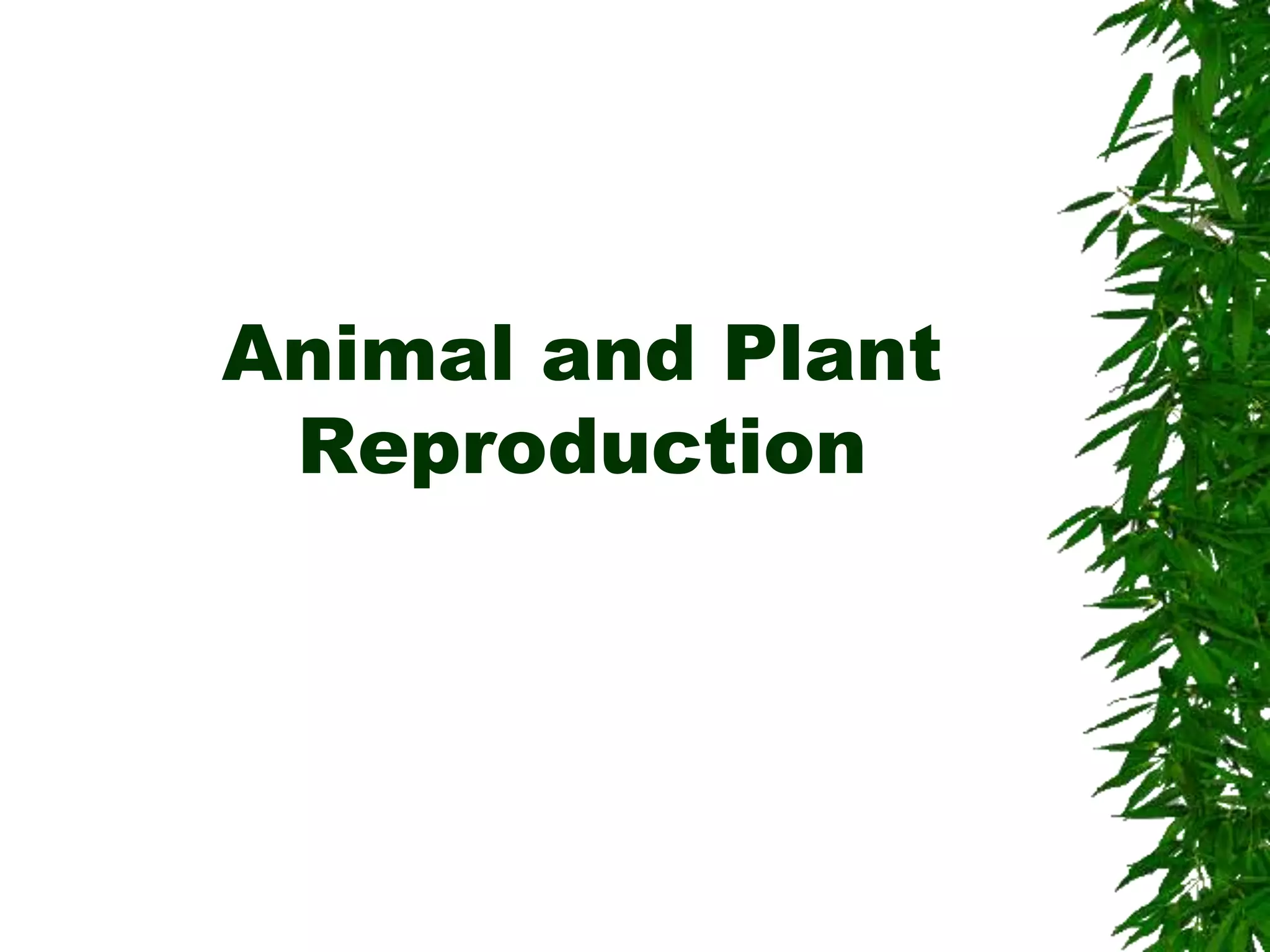 Plant and Animal Reproduction.ppt