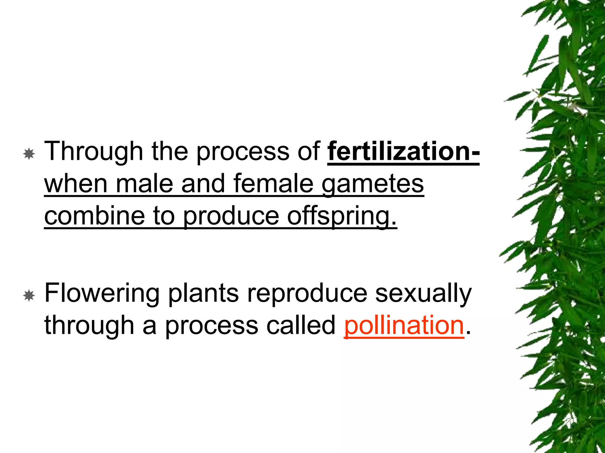 Plant and Animal Reproduction.ppt