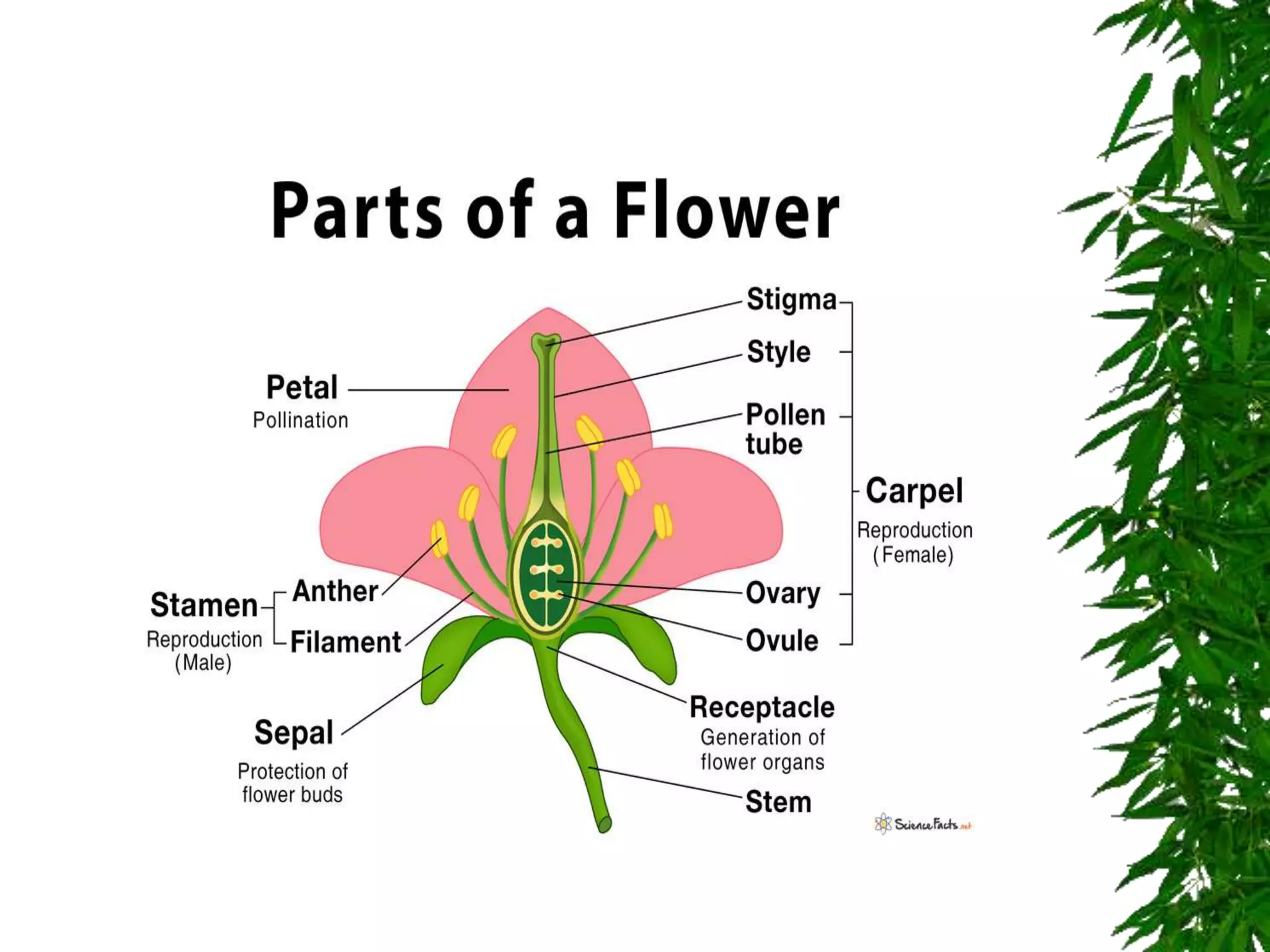 Plant and Animal Reproduction.ppt