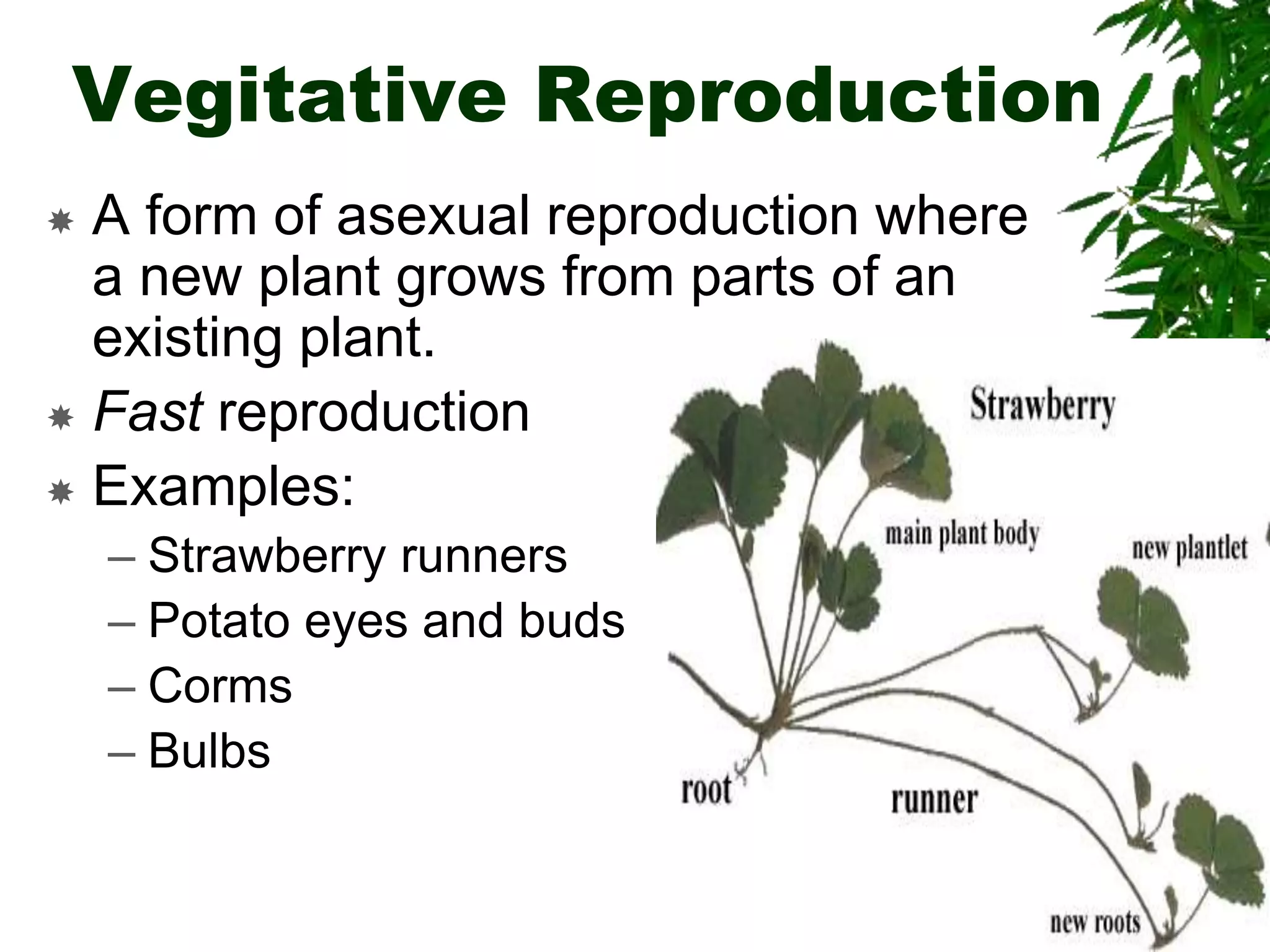 Plant and Animal Reproduction.ppt
