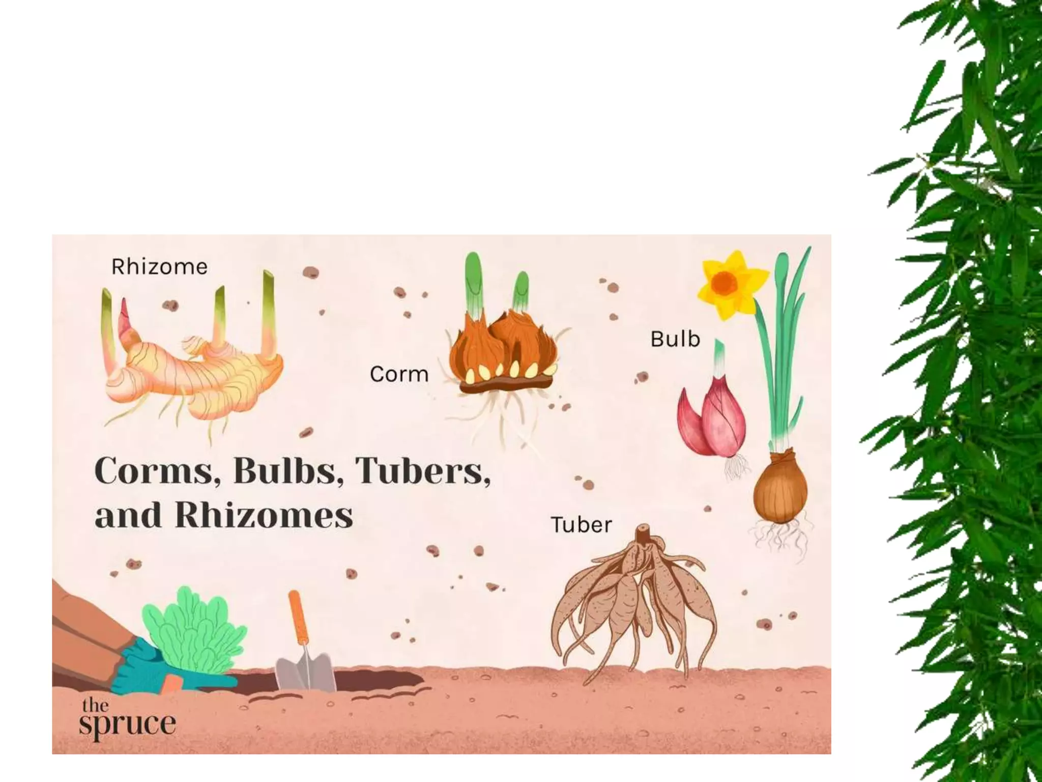 Plant and Animal Reproduction.ppt