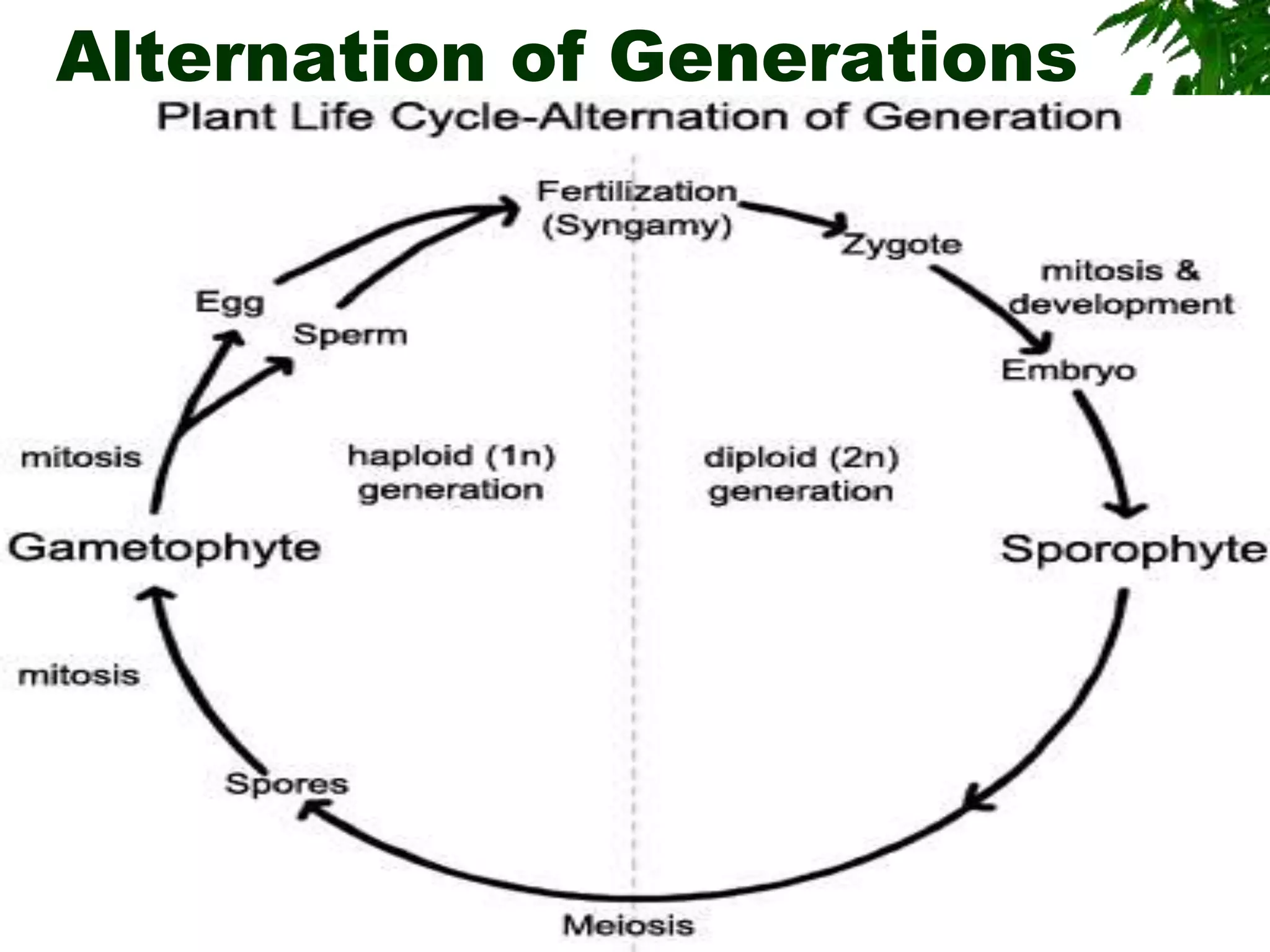 Plant and Animal Reproduction.ppt