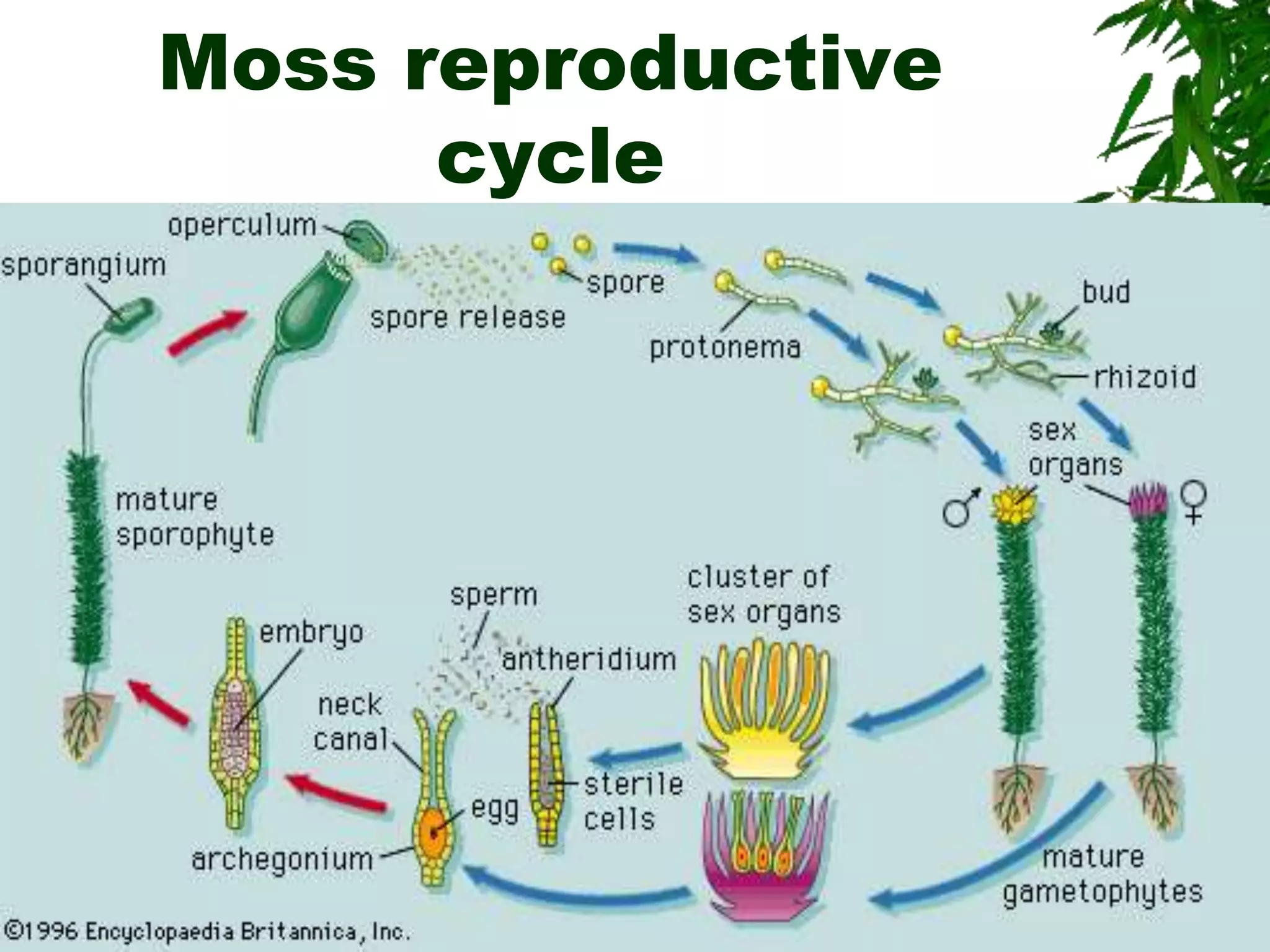 Plant and Animal Reproduction.ppt
