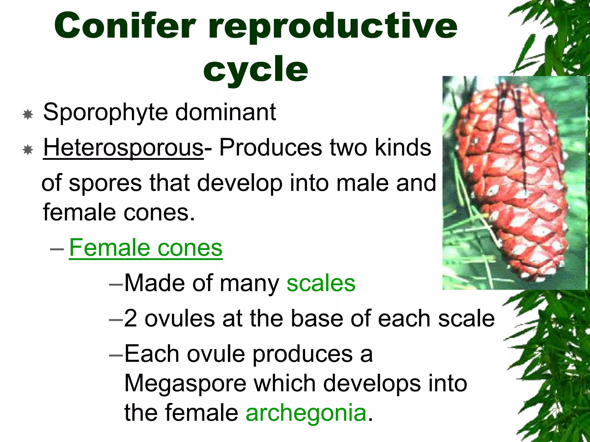 Plant and Animal Reproduction.ppt