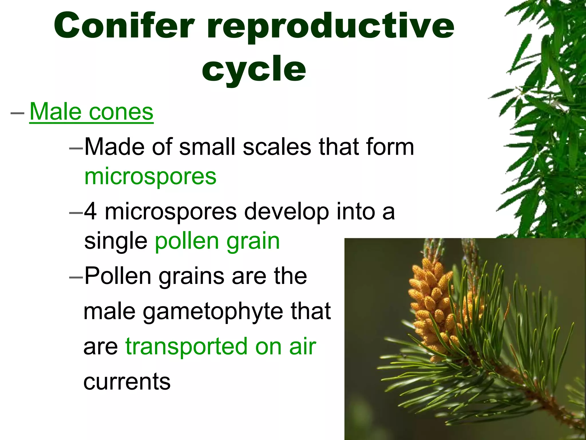 Plant and Animal Reproduction.ppt