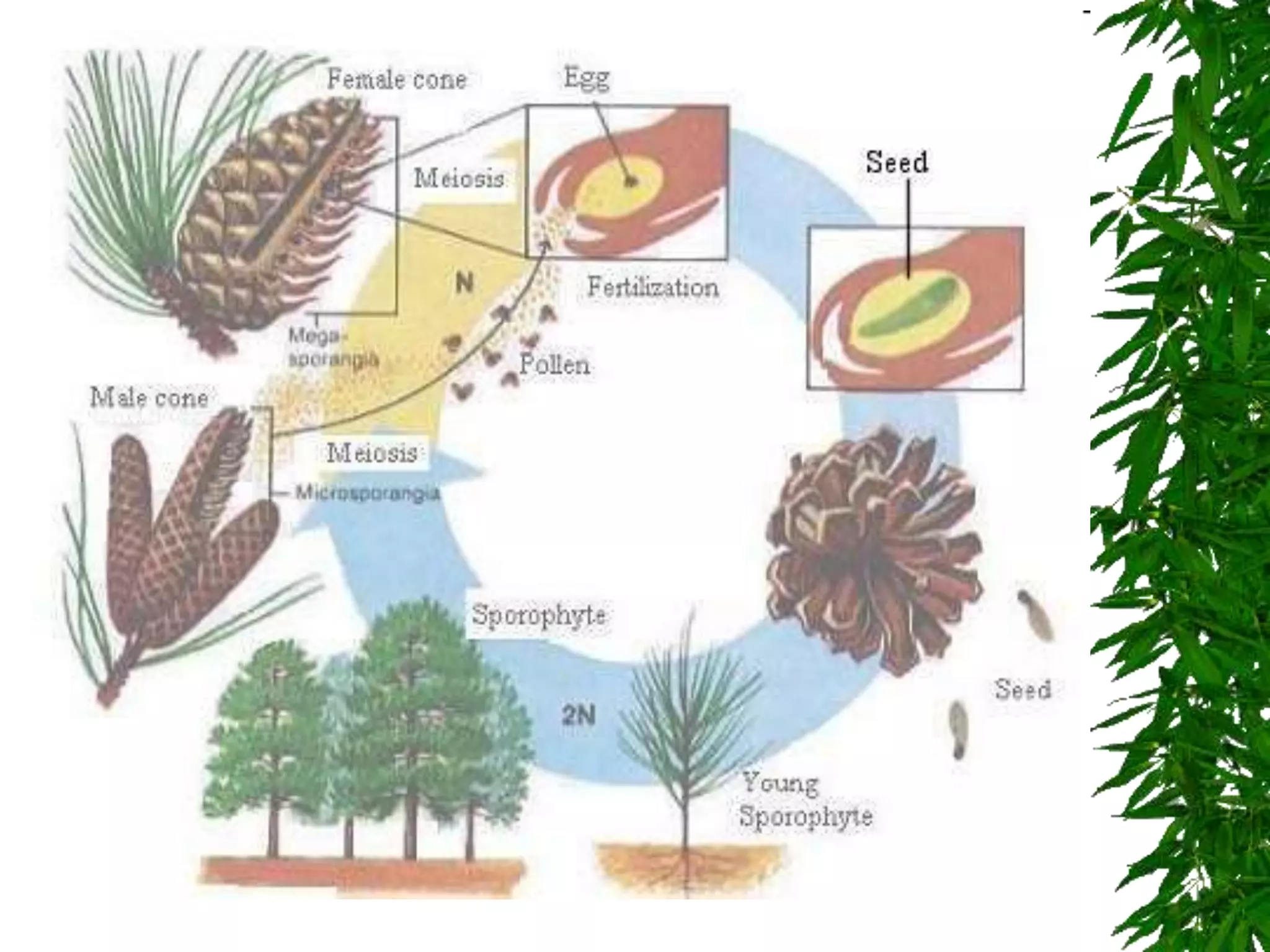 Plant and Animal Reproduction.ppt