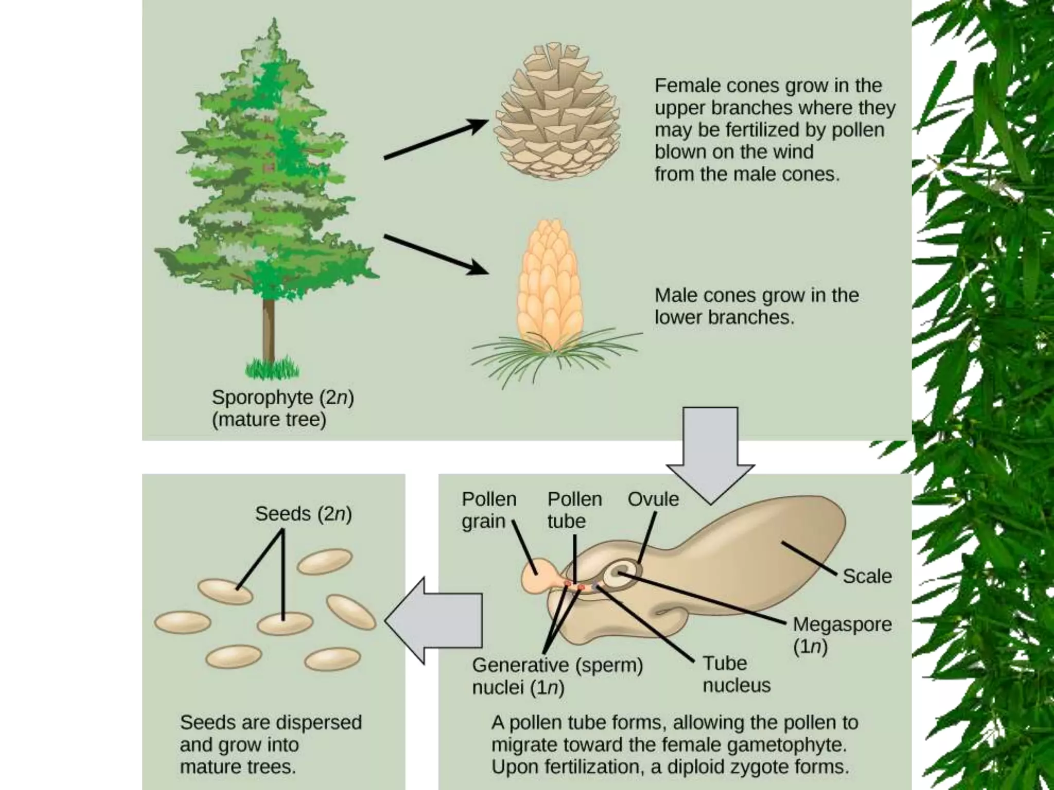 Plant and Animal Reproduction.ppt