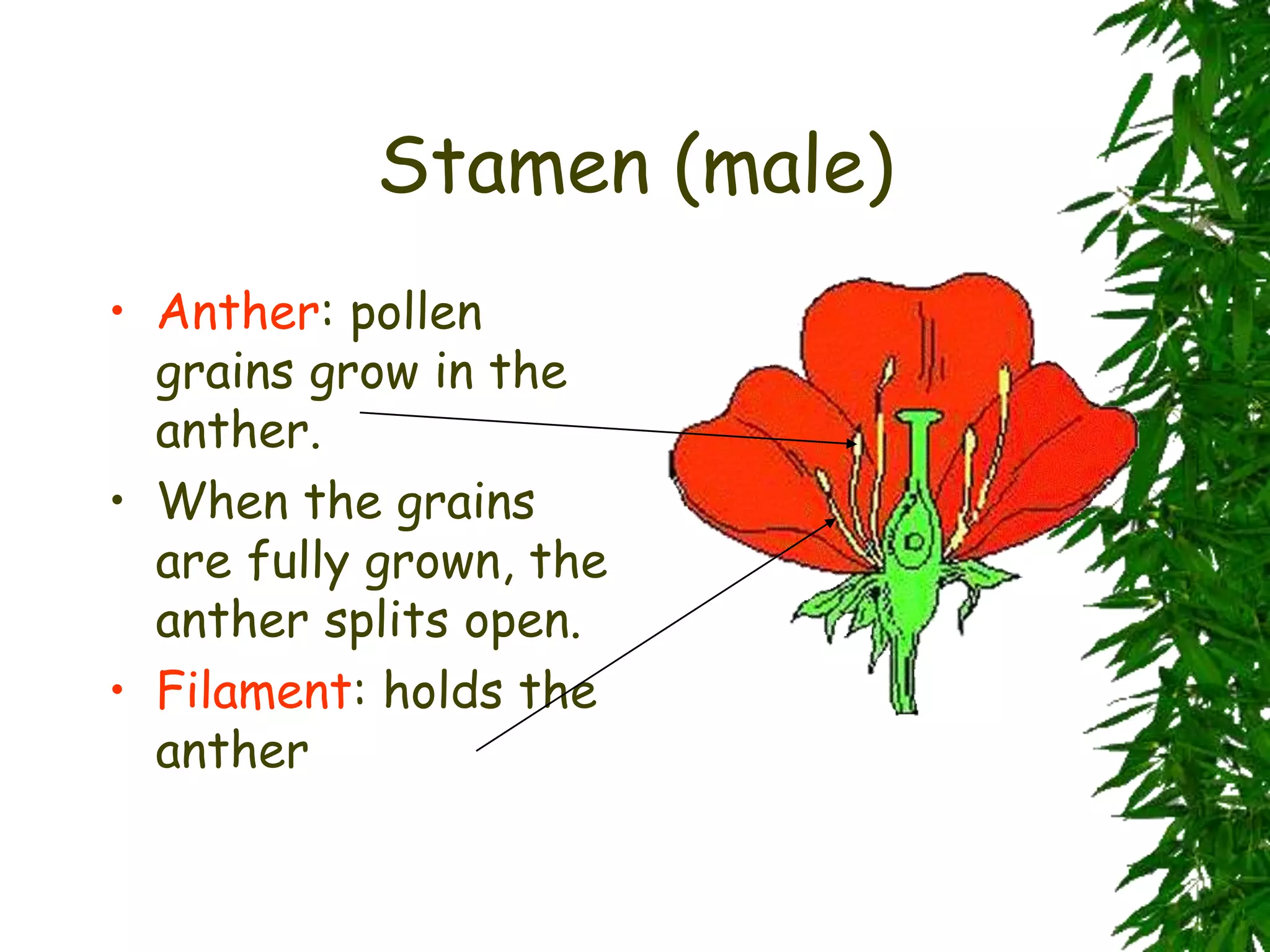 Plant and Animal Reproduction.ppt