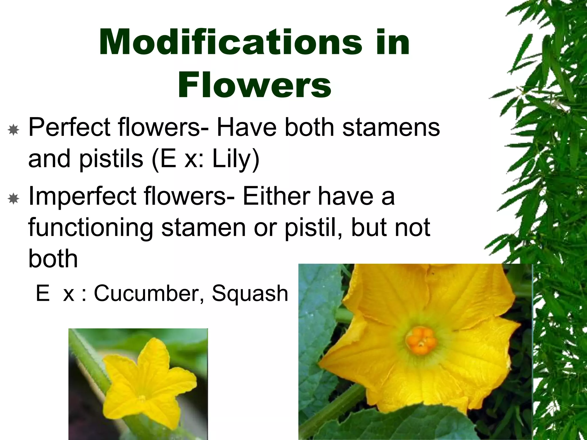 Plant and Animal Reproduction.ppt