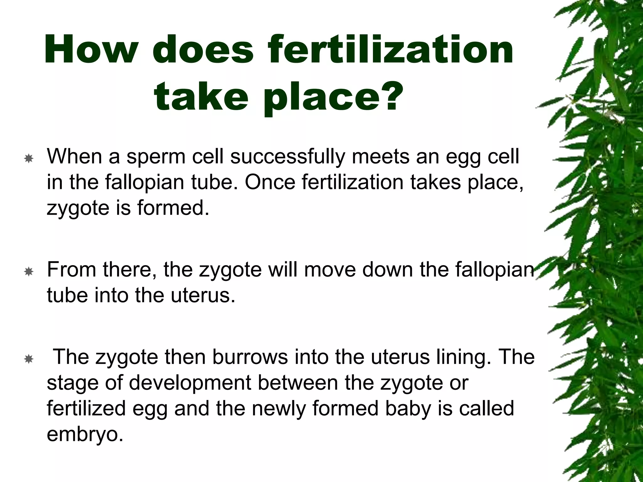 Plant and Animal Reproduction.ppt