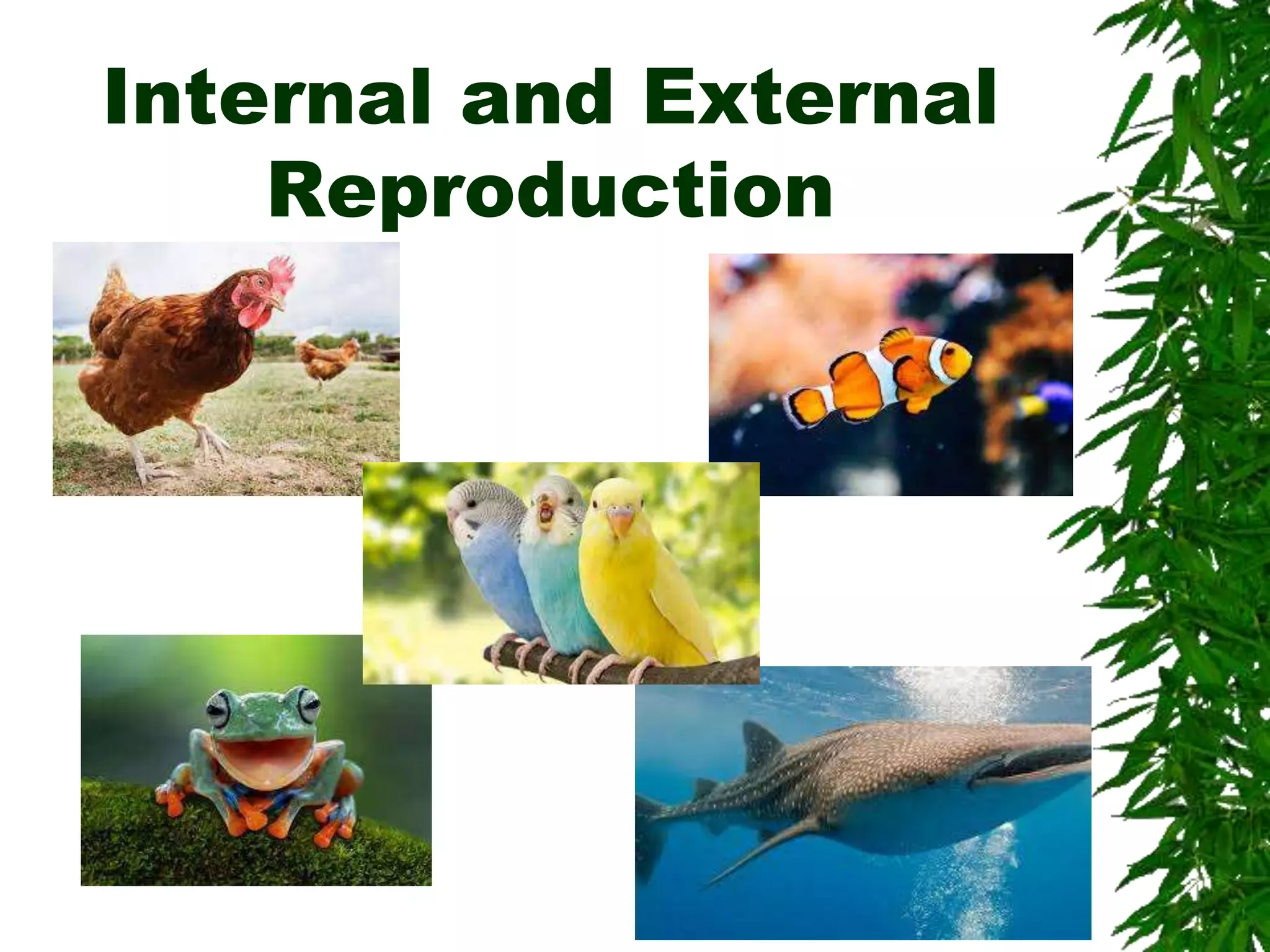Plant and Animal Reproduction.ppt