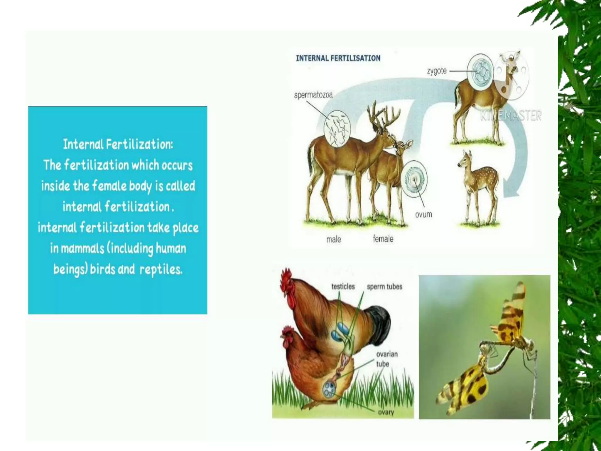 Plant and Animal Reproduction.ppt