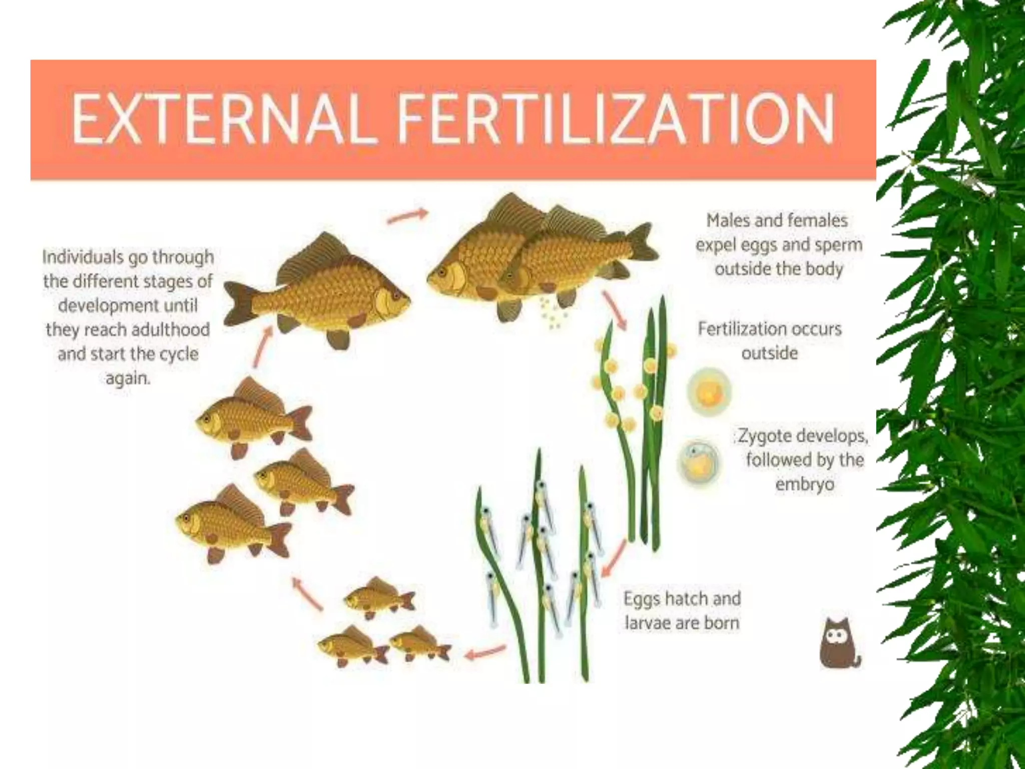 Plant and Animal Reproduction.ppt