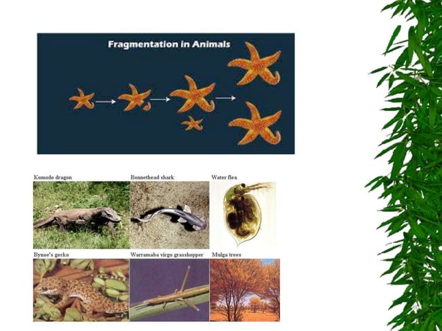 Plant and Animal Reproduction.ppt